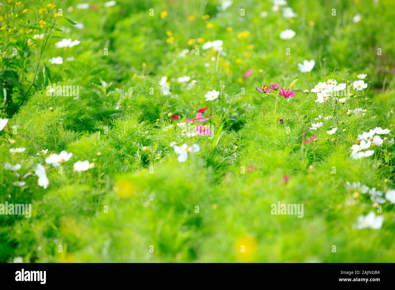 Sims azalea hi-res stock photography and images - Alamy