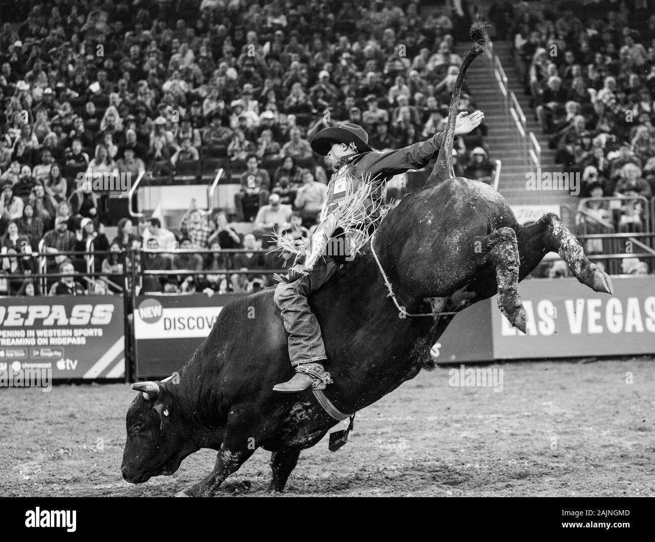 Professional bull riders Black and White Stock Photos & Images - Alamy