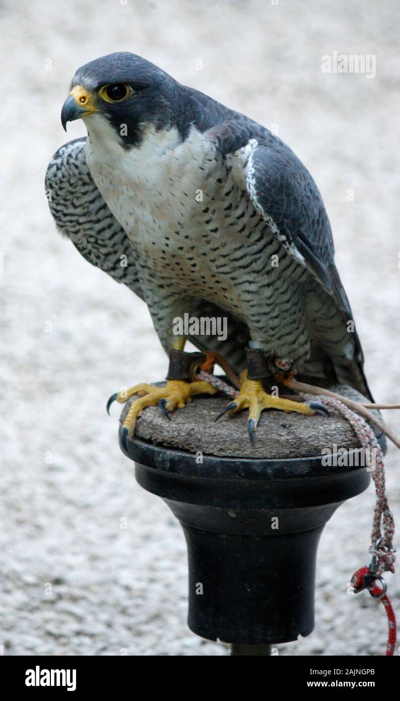 bird displayed in Cotswold Falconry Centre Stock Photo - Alamy