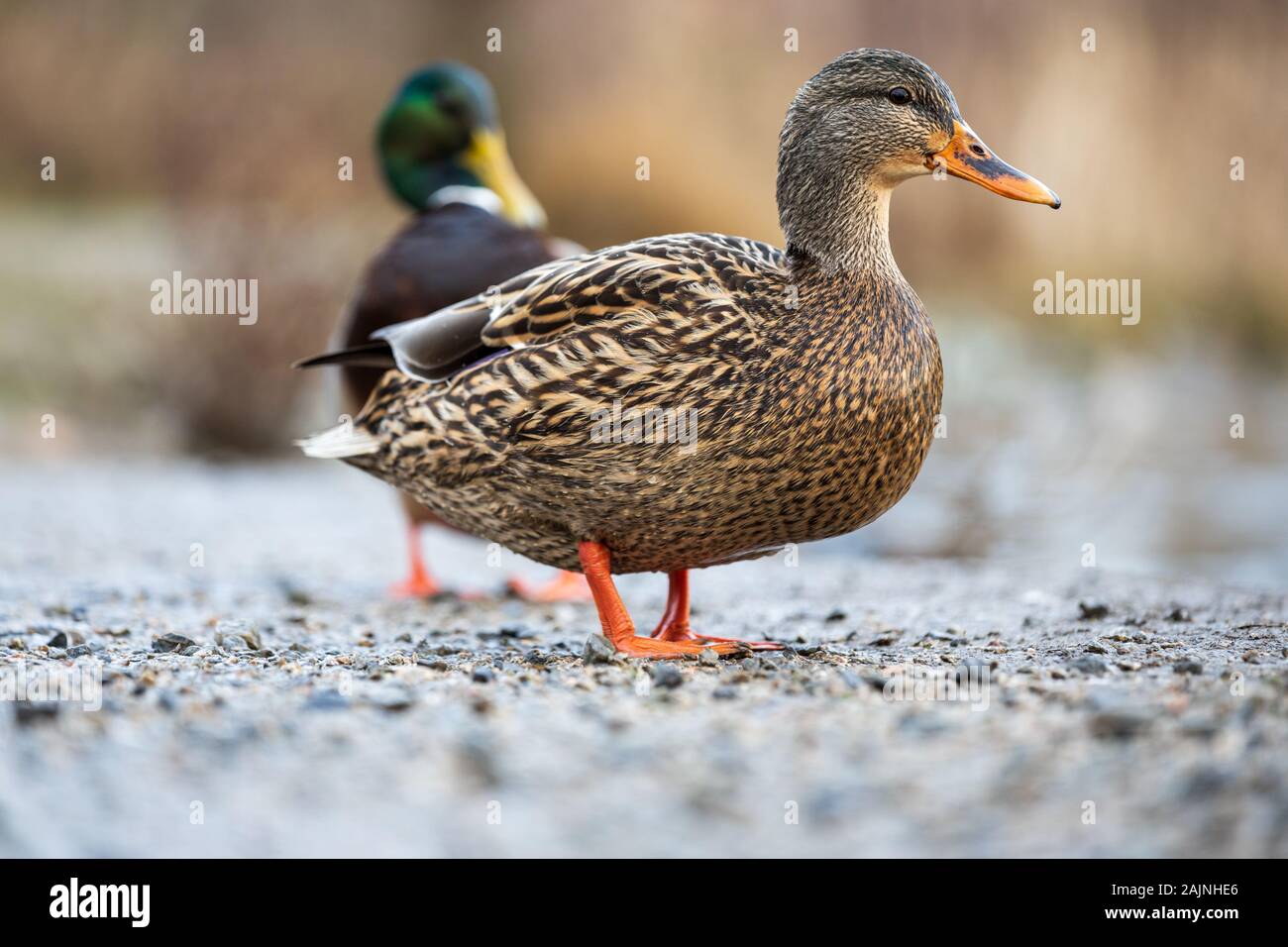 Mallard Duck at the George C. Reifel Migratory Bird Sanctuary Stock ...