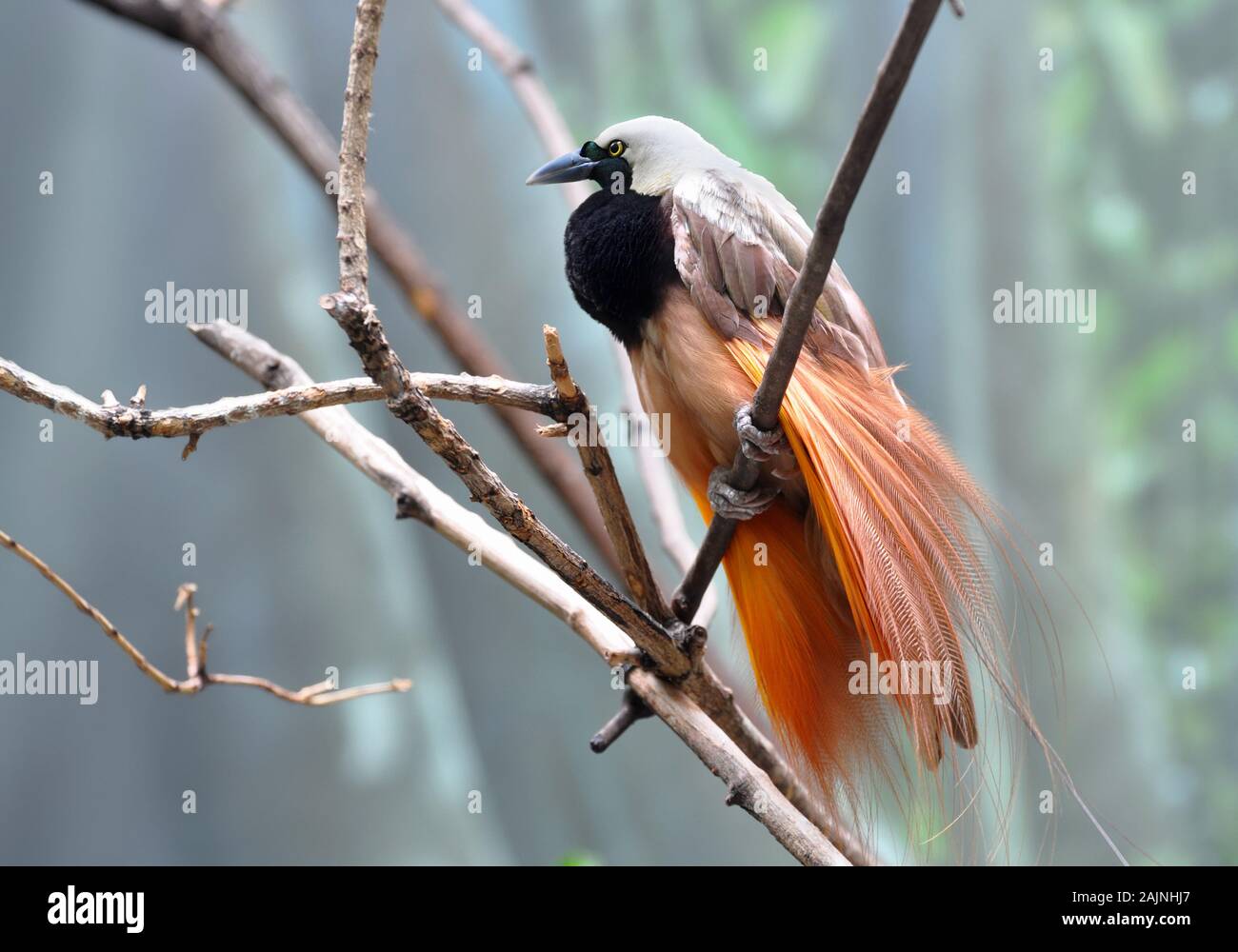 Greater bird of paradise hi-res stock photography and images - Alamy