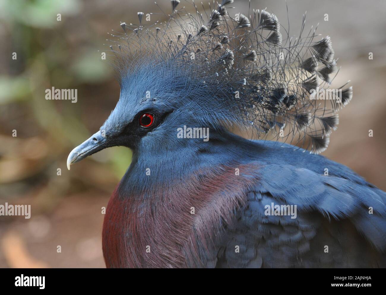 Victoria crowned pigeon, scientific name Goura victoria Stock Photo - Alamy