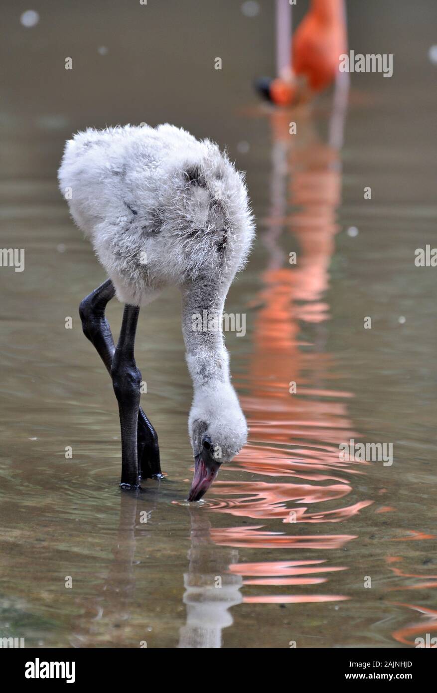 Flamingo feeding baby hi-res stock photography and images - Alamy