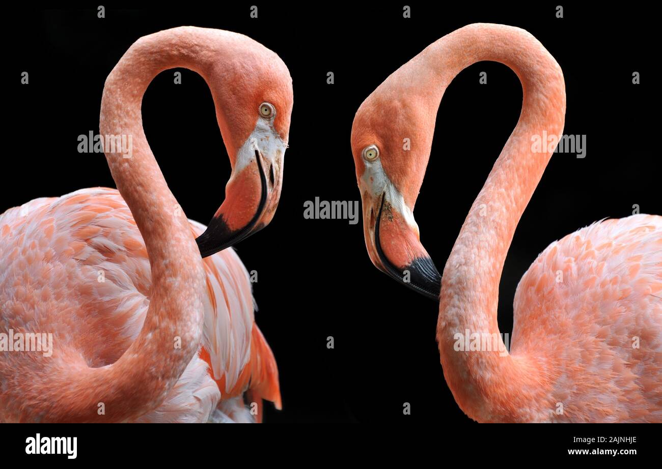 Two pink American flamingos bowing their heads together Stock Photo - Alamy