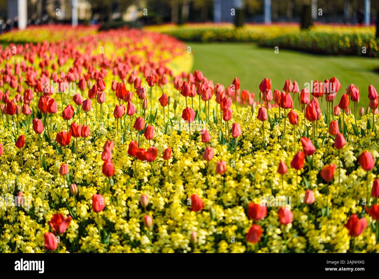 Red tulips near Buckingham Palace in London Stock Photo - Alamy