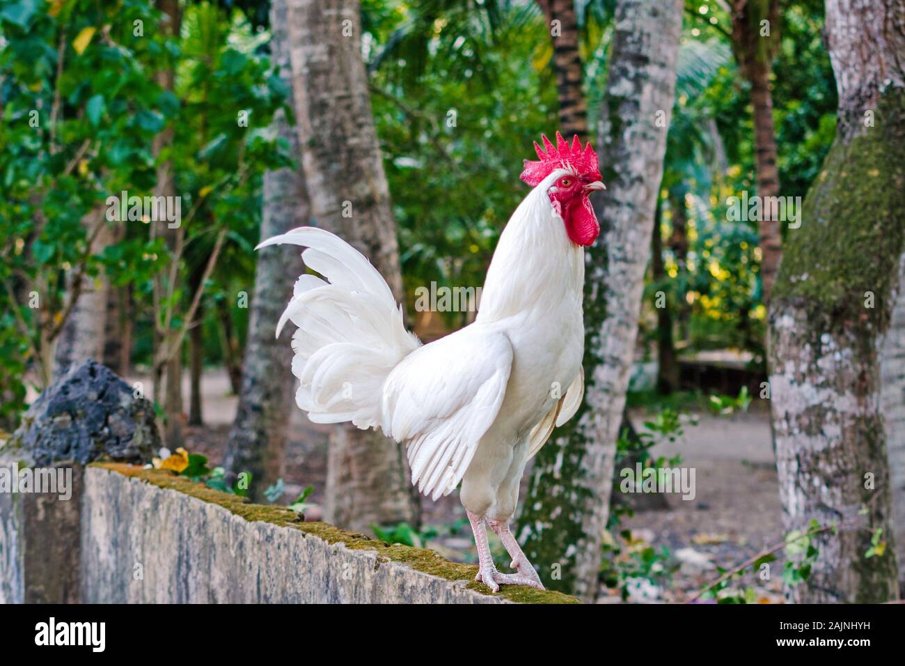 Rooster on fence hi-res stock photography and images - Alamy