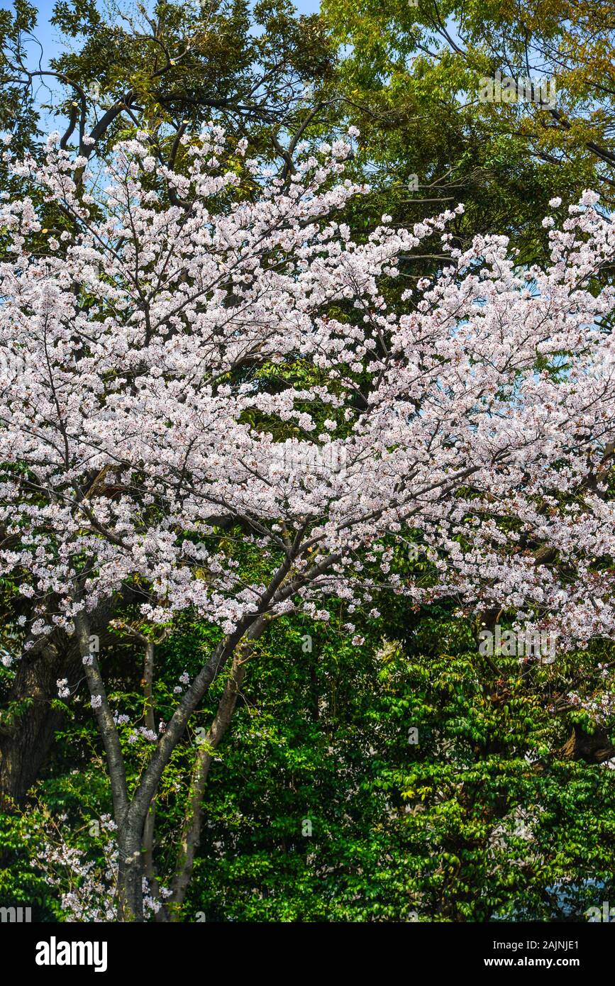 Cherry blossom in Tokyo, Japan. Hanami (cherry blossom) is a cultural ...