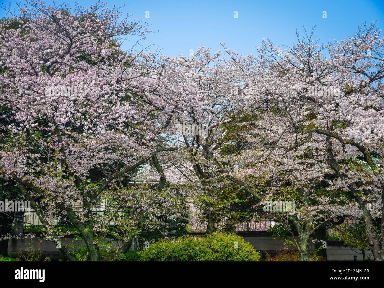 Cherry blossom in Tokyo, Japan. Hanami (cherry blossom) is a cultural ...