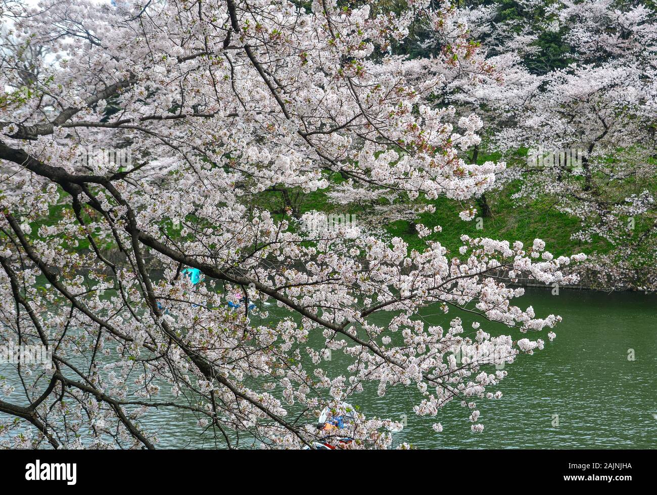 Cherry blossom in Tokyo, Japan. Hanami (cherry blossom) is a cultural ...