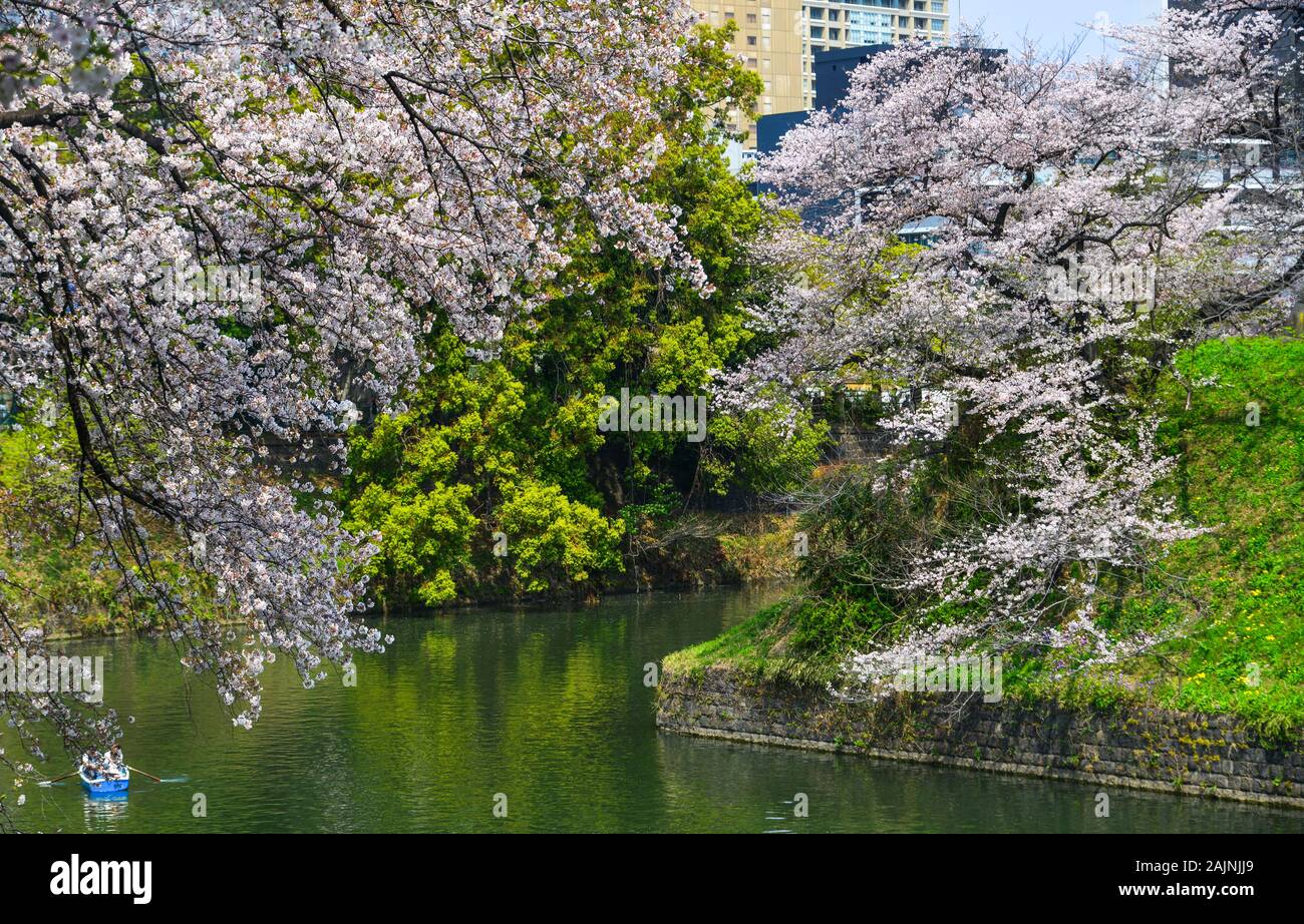 Cherry blossom in Tokyo, Japan. Hanami (cherry blossom) is a cultural ...