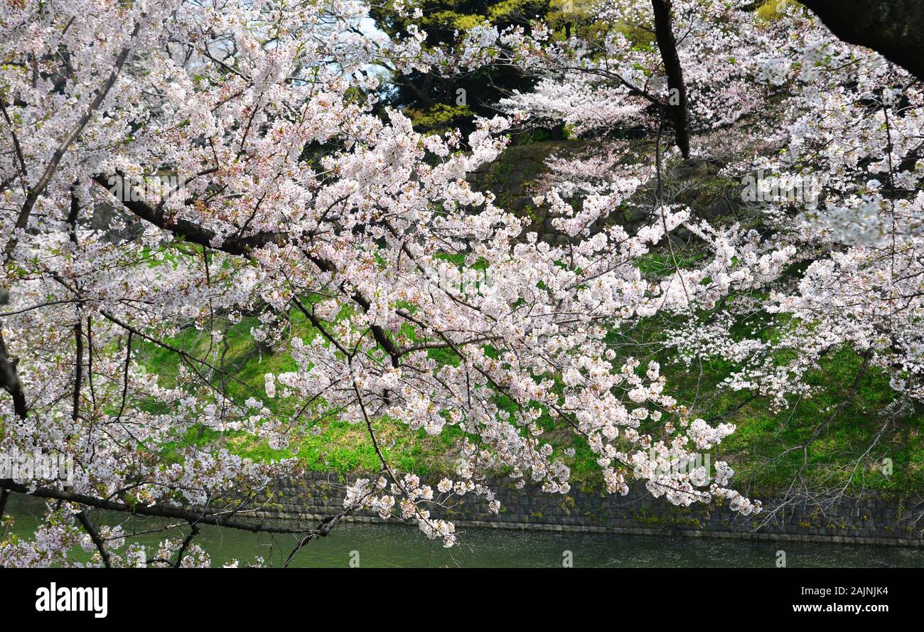 Cherry blossom in Tokyo, Japan. Hanami (cherry blossom) is a cultural ...
