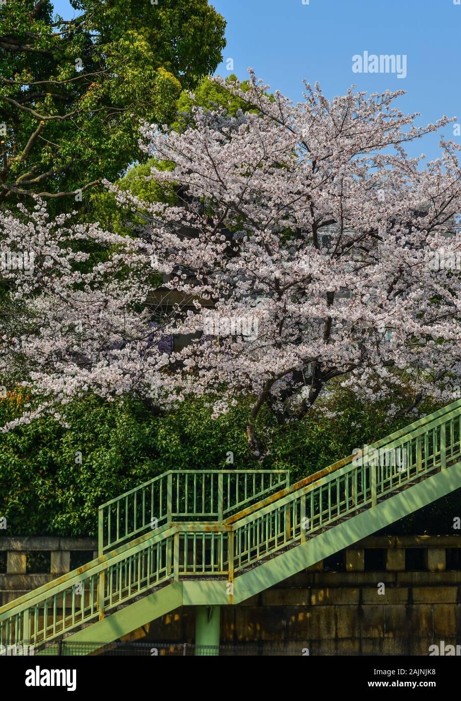 Cherry blossom in Tokyo, Japan. Hanami (cherry blossom) is a cultural ...