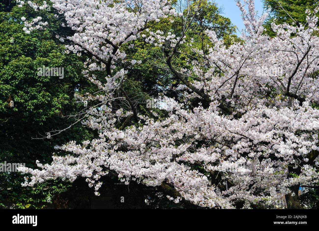 Cherry blossom in Tokyo, Japan. Hanami (cherry blossom) is a cultural ...