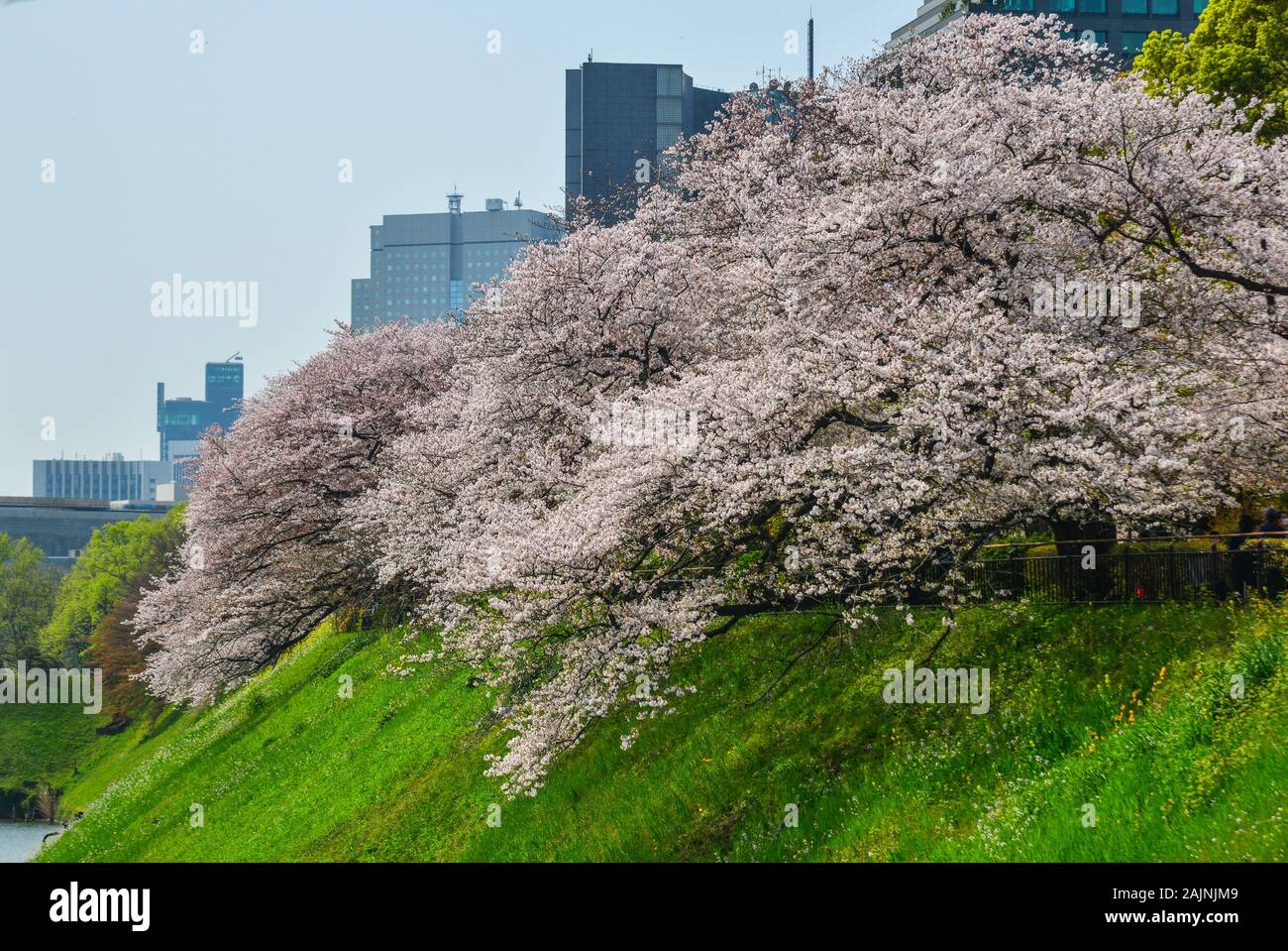 Cherry blossom in Tokyo, Japan. Hanami (cherry blossom) is a cultural ...