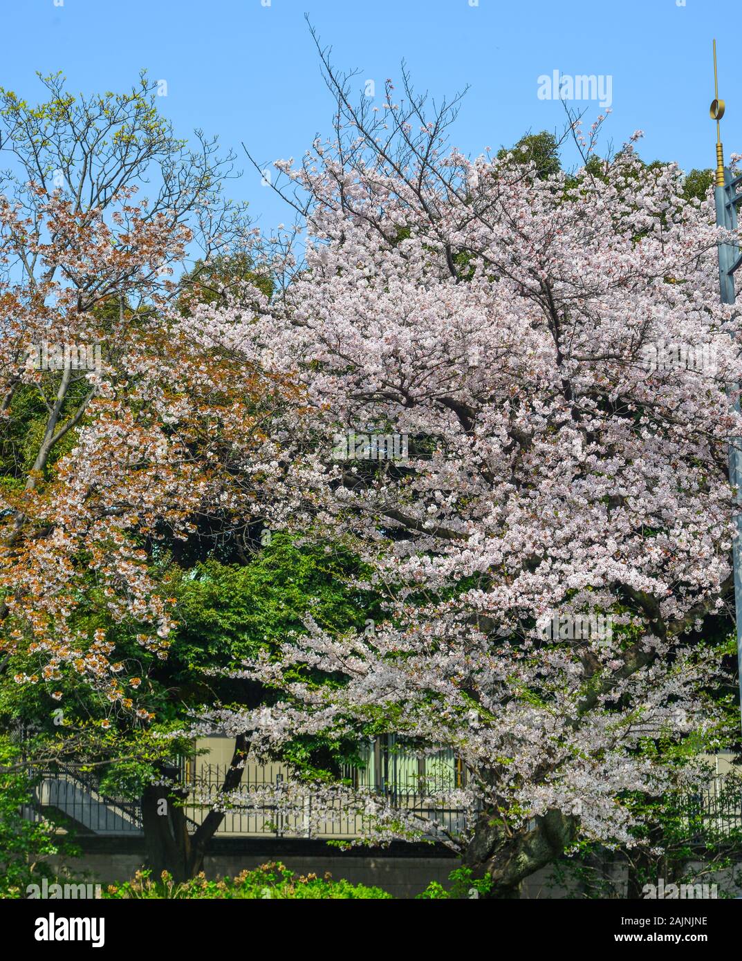Cherry blossom in Tokyo, Japan. Hanami (cherry blossom) is a cultural ...