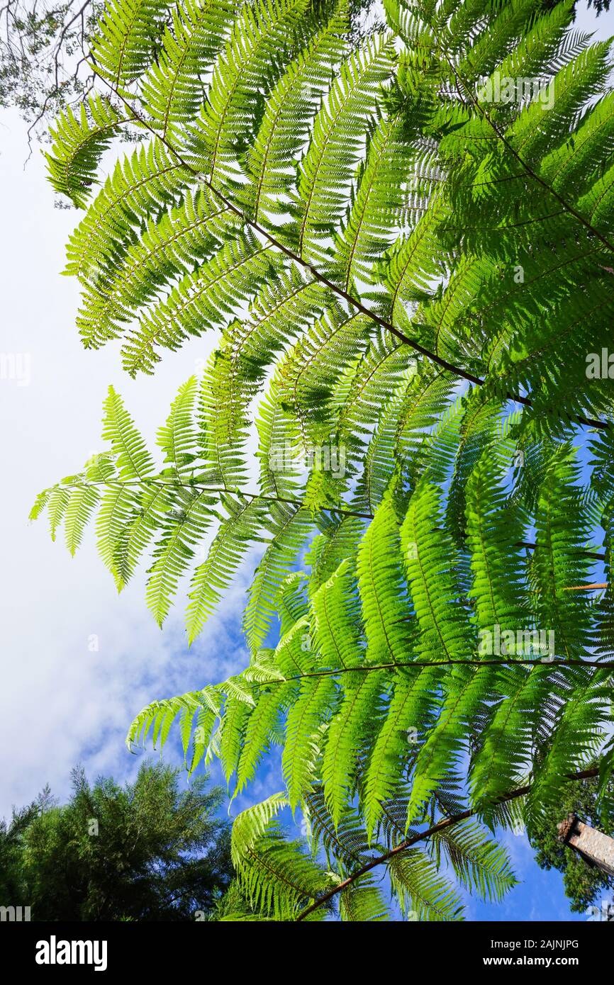 Mammut Tree High Resolution Stock Photography and Images - Alamy