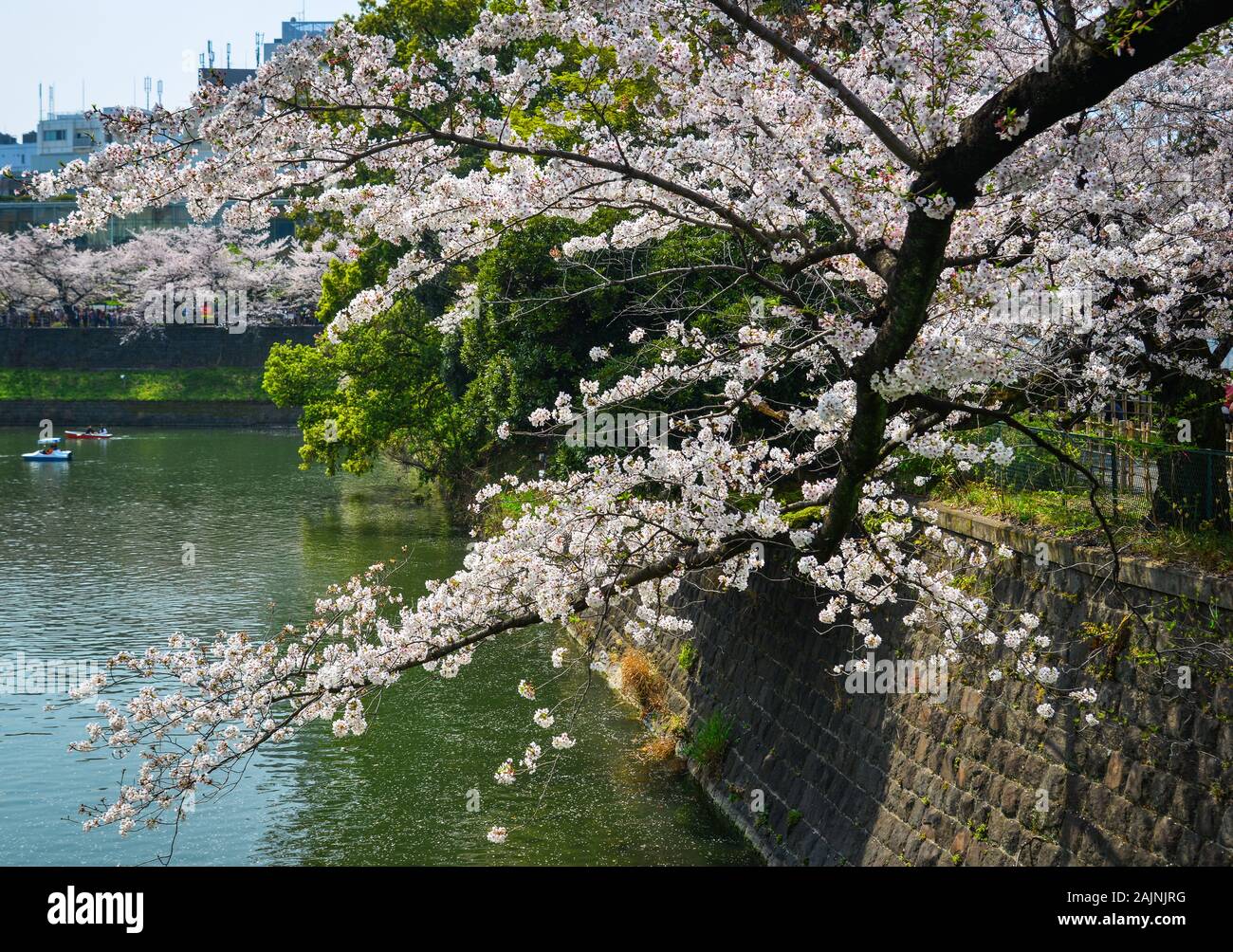 Cherry blossom in Tokyo, Japan. Hanami (cherry blossom) is a cultural ...