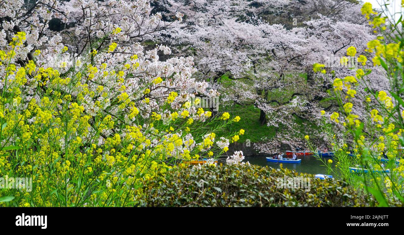 Cherry blossom in Tokyo, Japan. Hanami (cherry blossom) is a cultural ...