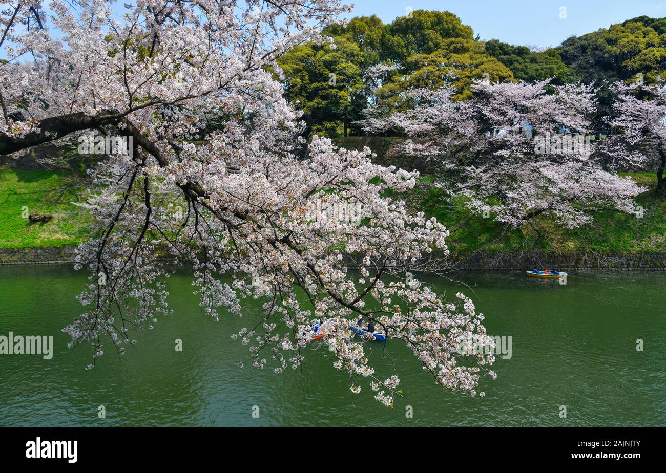 Cherry blossom in Tokyo, Japan. Hanami (cherry blossom) is a cultural ...