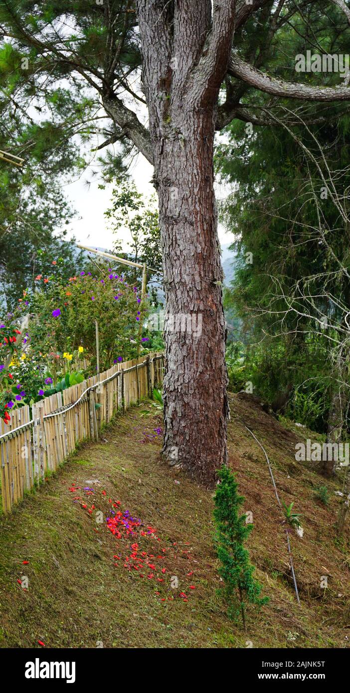 Pine tree at the garden of ancient palace on Cameron Highlands ...