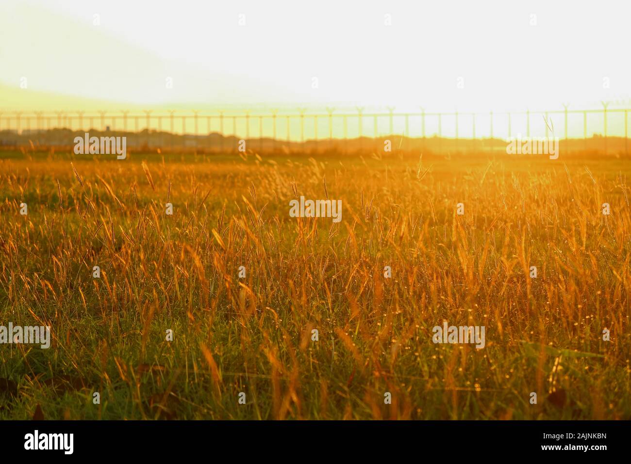 Golden grass field in the evening sunlight Stock Photo - Alamy