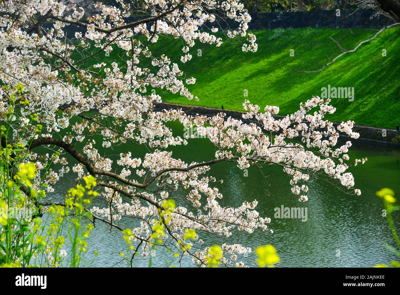 Cherry blossom in Tokyo, Japan. Hanami (cherry blossom) is a cultural ...