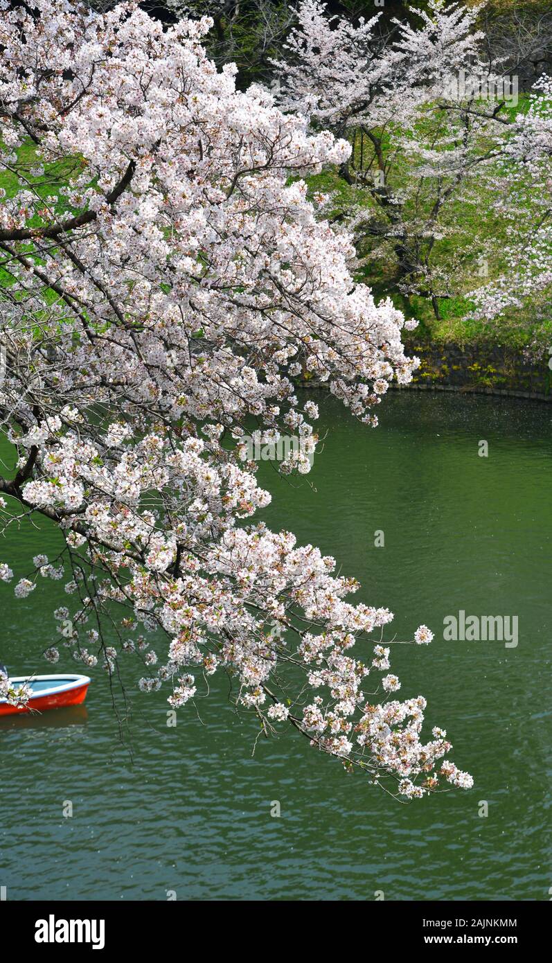 Cherry blossom in Tokyo, Japan. Hanami (cherry blossom) is a cultural ...