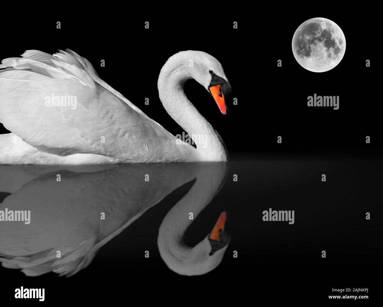 Swan And Full Moon