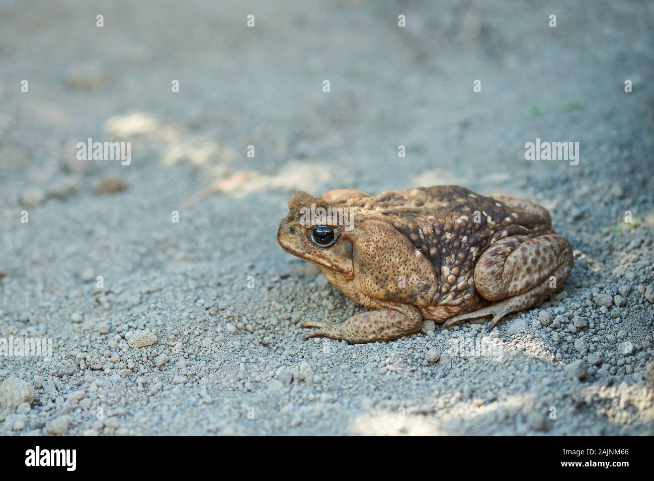 Big fat brown frog on dry ground background Stock Photo - Alamy