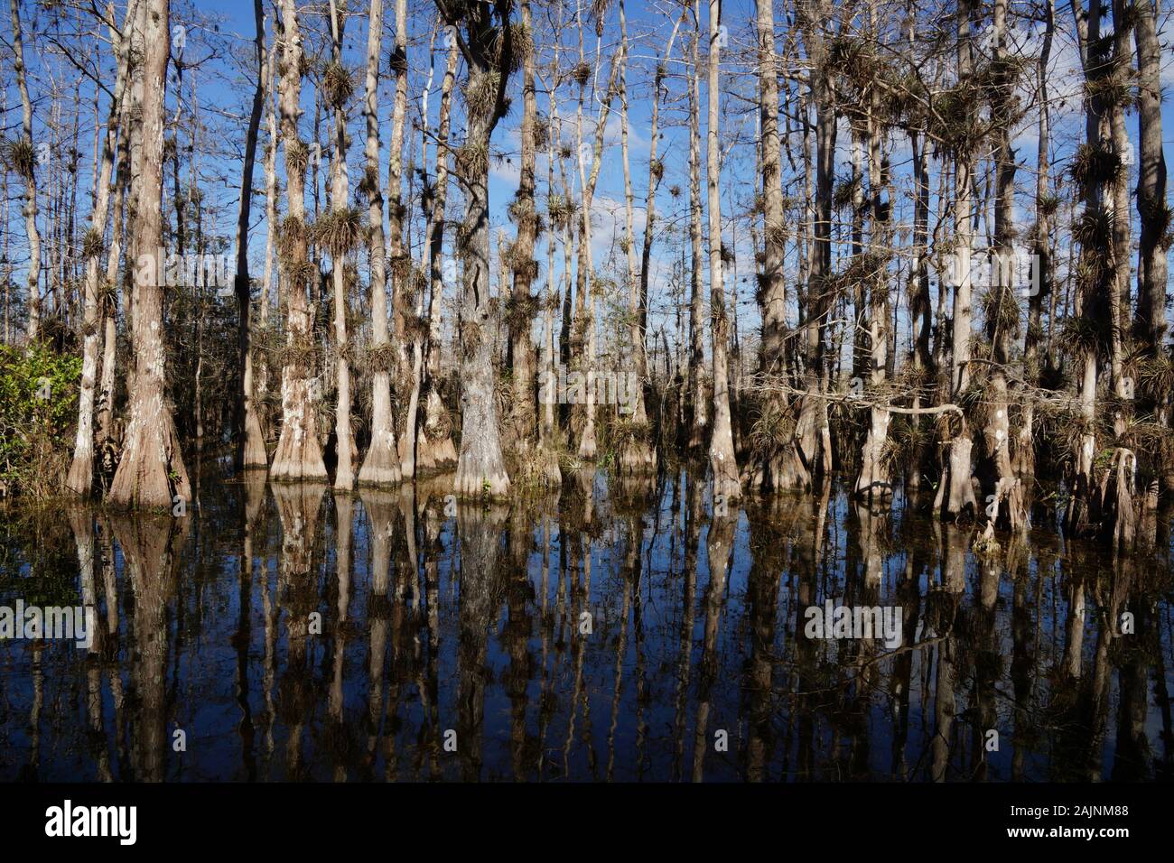 Swamps in National Park Everglades in Florida USA Stock Photo - Alamy