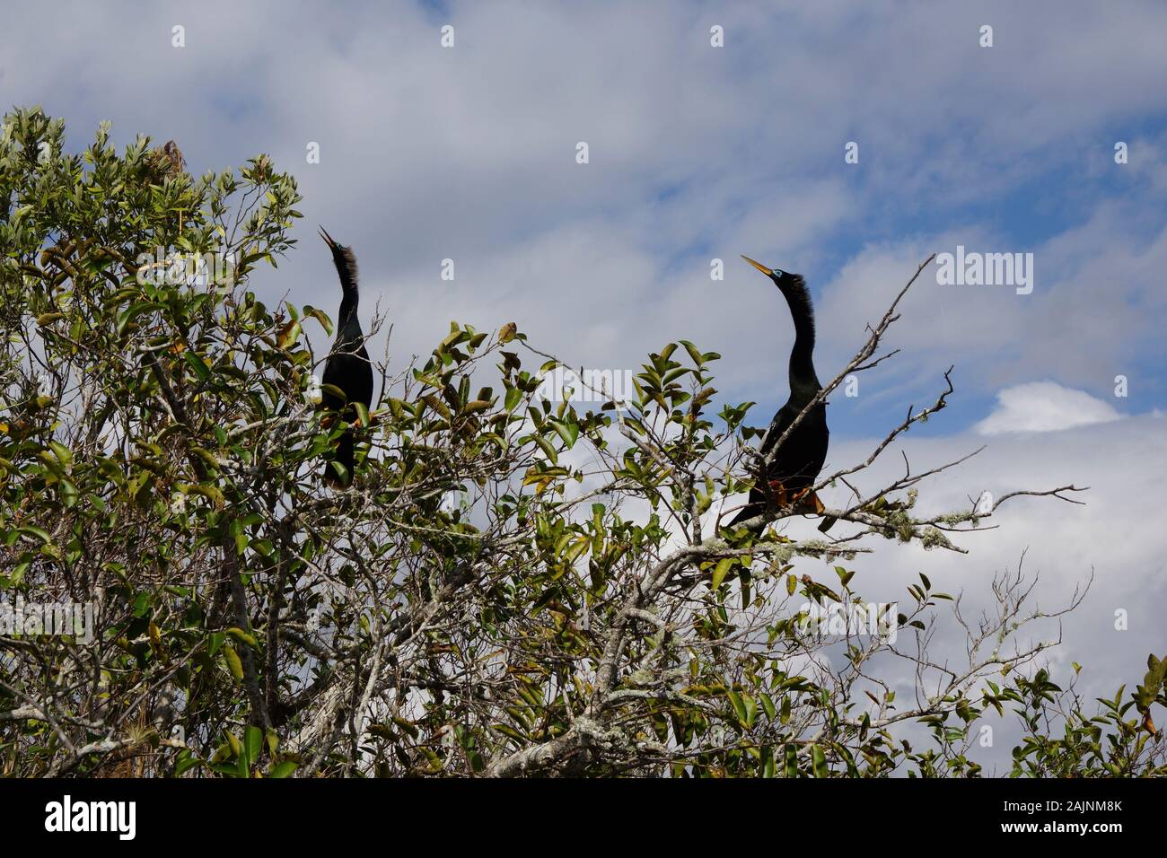 Anhinga in National Park Everglades in Florida USA Stock Photo - Alamy