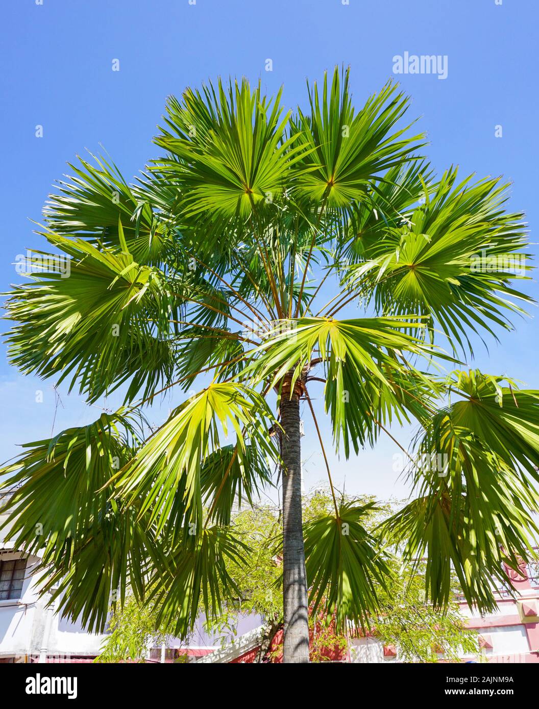 Decorative palm tree on the street of Malacca, Malaysia Stock Photo - Alamy