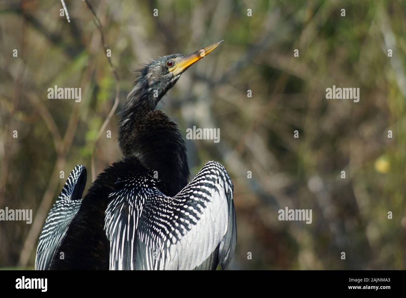 Anhinga in National Park Everglades in Florida USA Stock Photo - Alamy