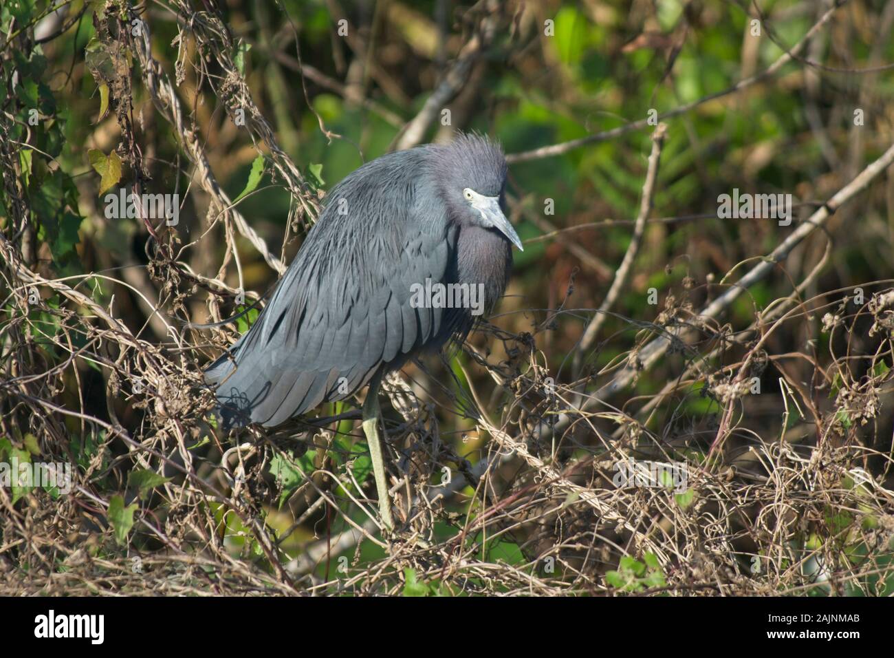 Anhinga in National Park Everglades in Florida USA Stock Photo - Alamy