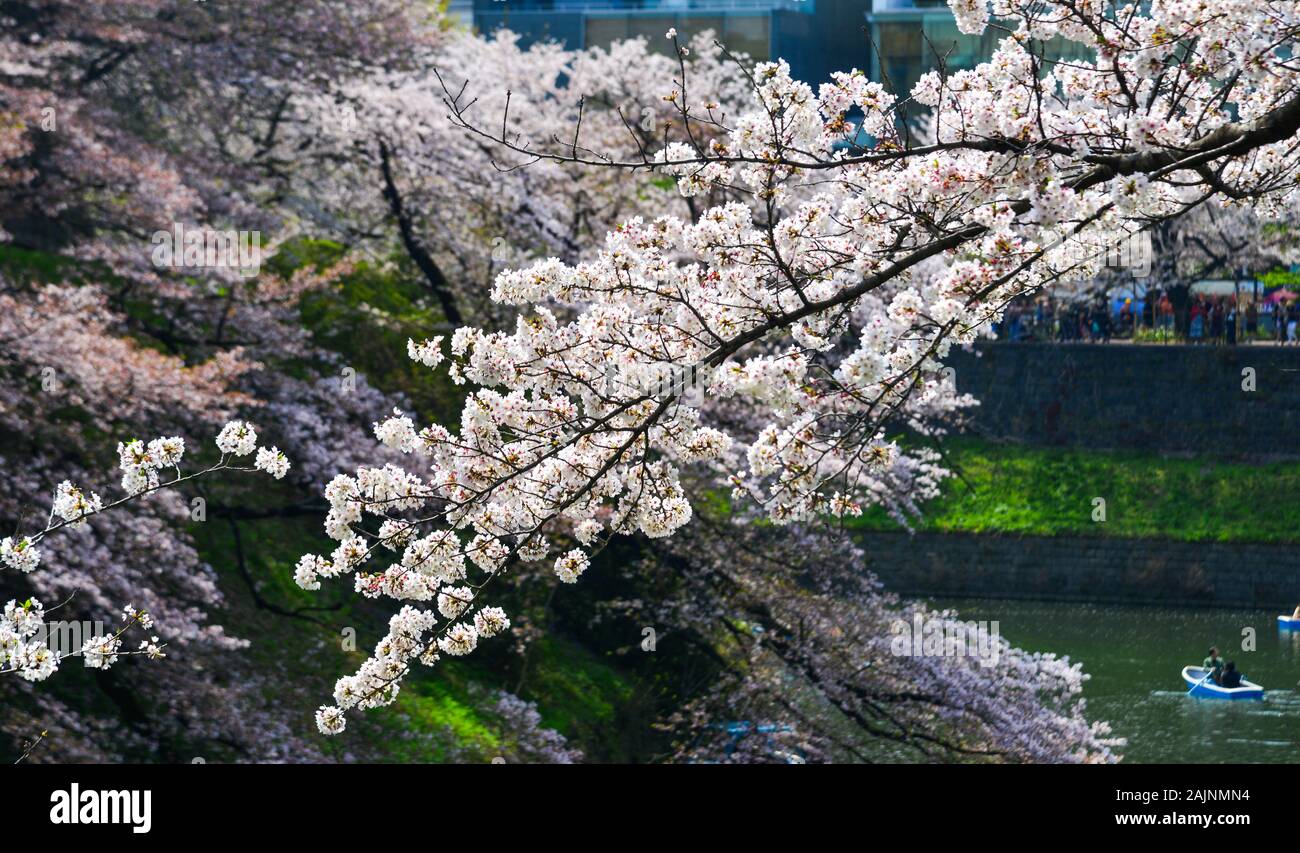 Cherry blossom in Tokyo, Japan. Hanami (cherry blossom) is a cultural ...