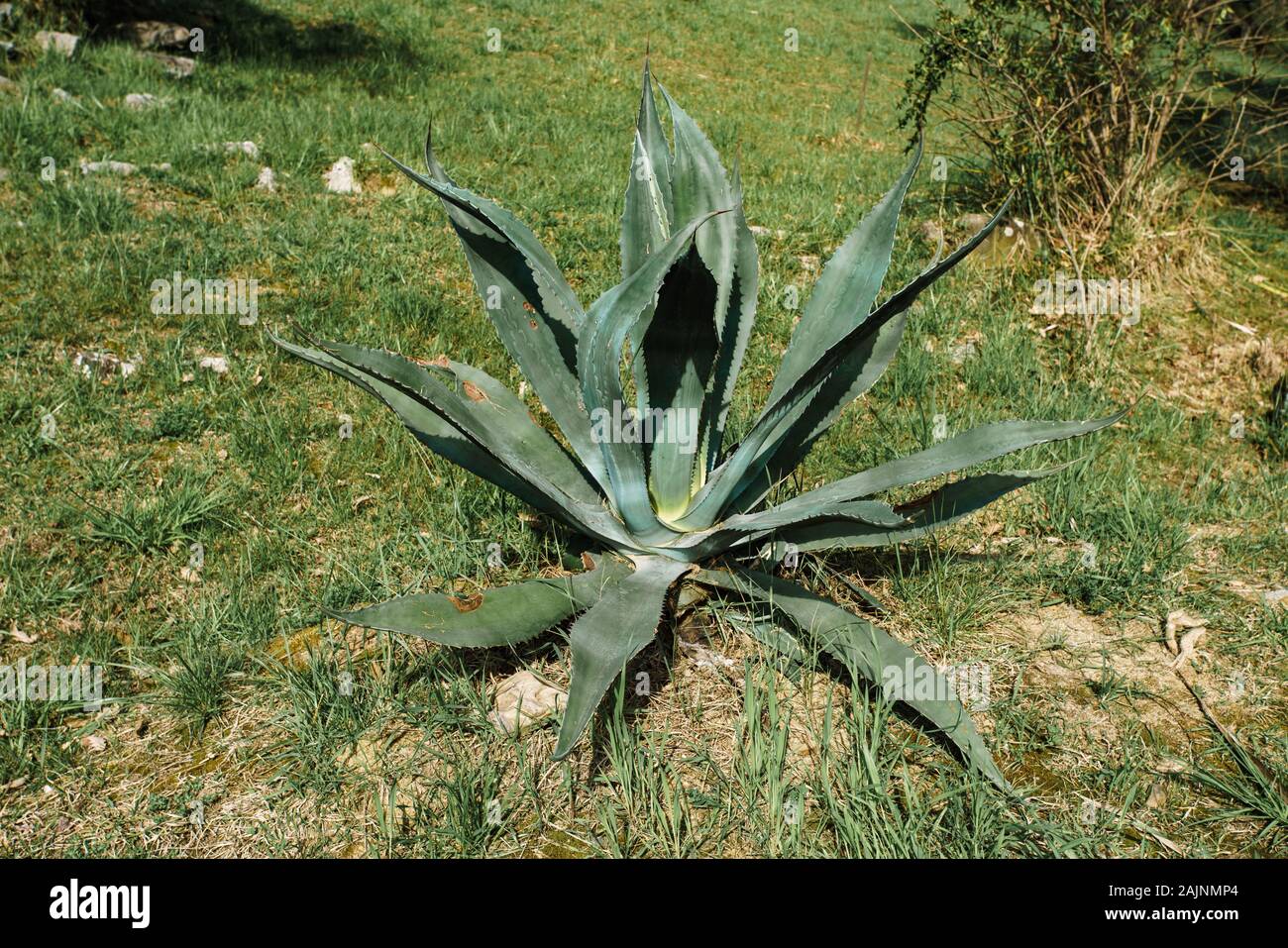 Agave americana or American aloe, is a species of flowering plant in ...