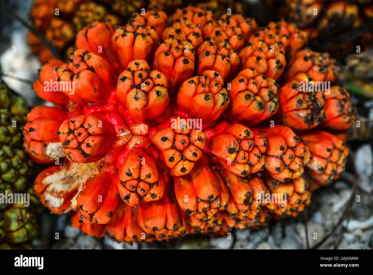 Pandanus tectorius fruit hi-res stock photography and images - Alamy