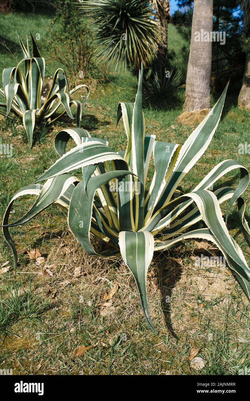 Agave americana or American aloe, is a species of flowering plant in ...