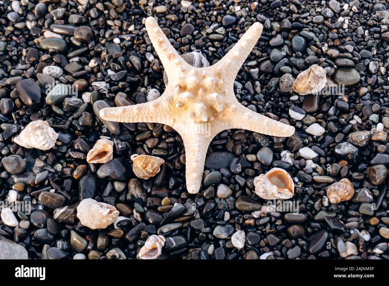 Smooth star coral hi-res stock photography and images - Alamy