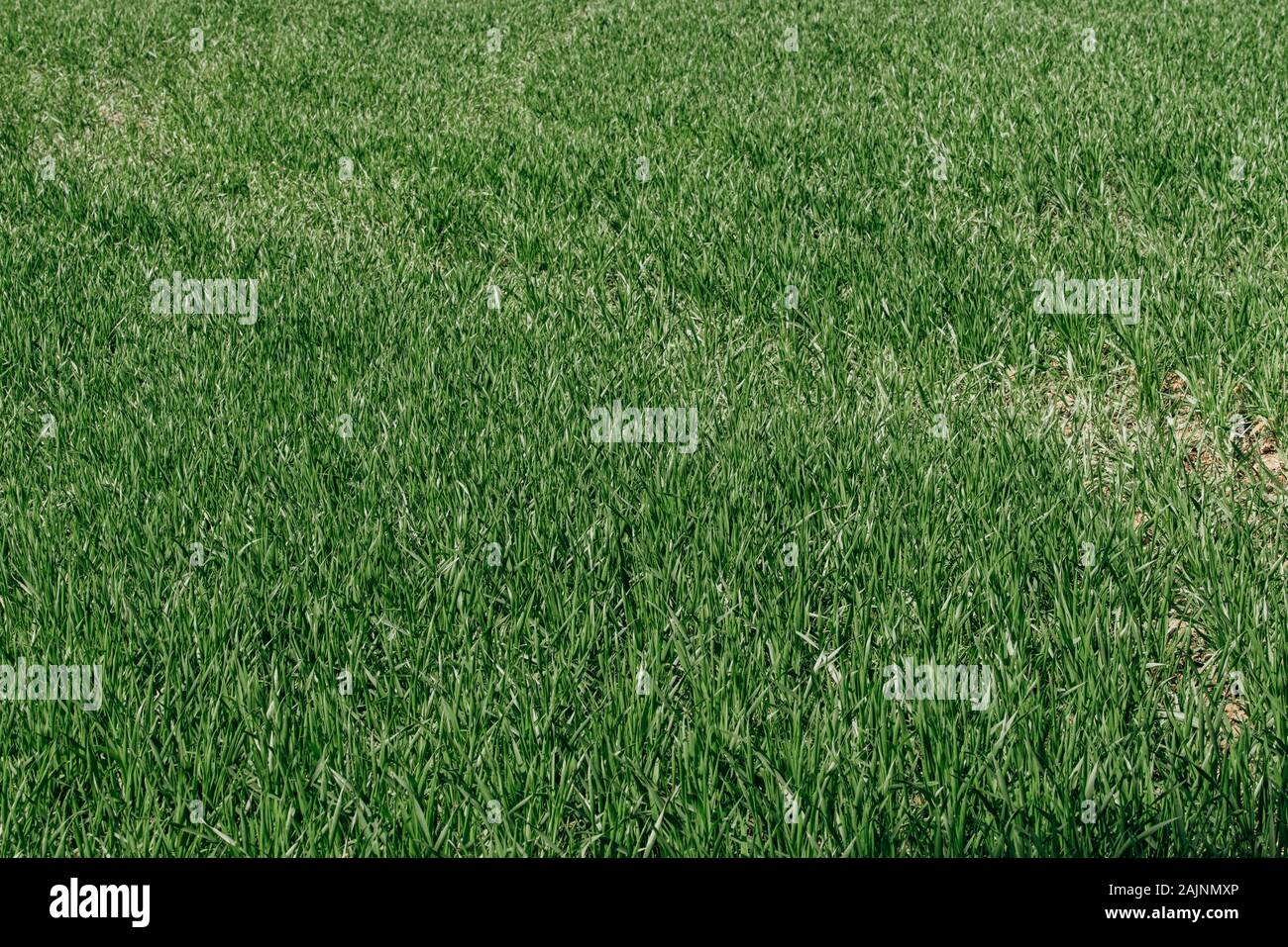 Natural green grass background. Real green grass on the background ...