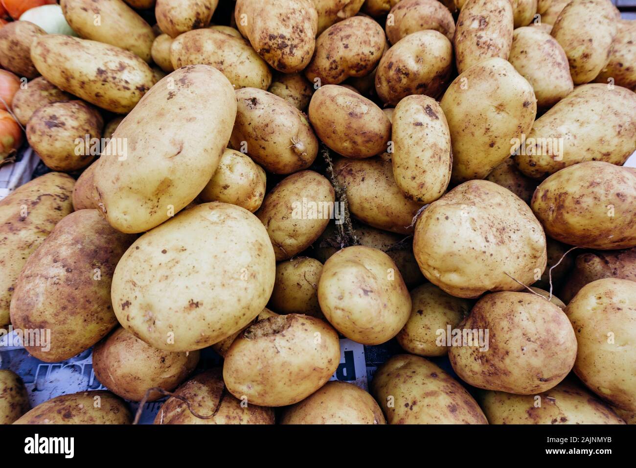 Potato. Background and potatoes. Beautiful background from a lot of ...
