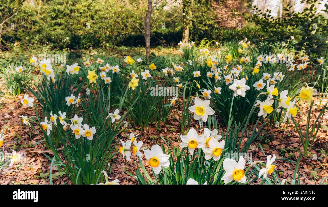 Field of Spring Daffodils. Green meadow with flowering daffodils Stock ...