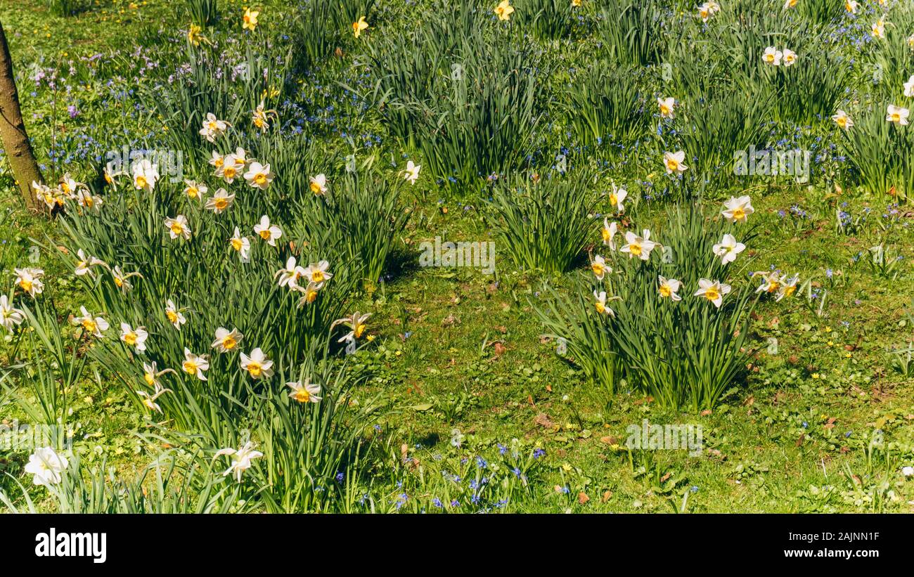 Field of Spring Daffodils. Green meadow with flowering daffodils ...
