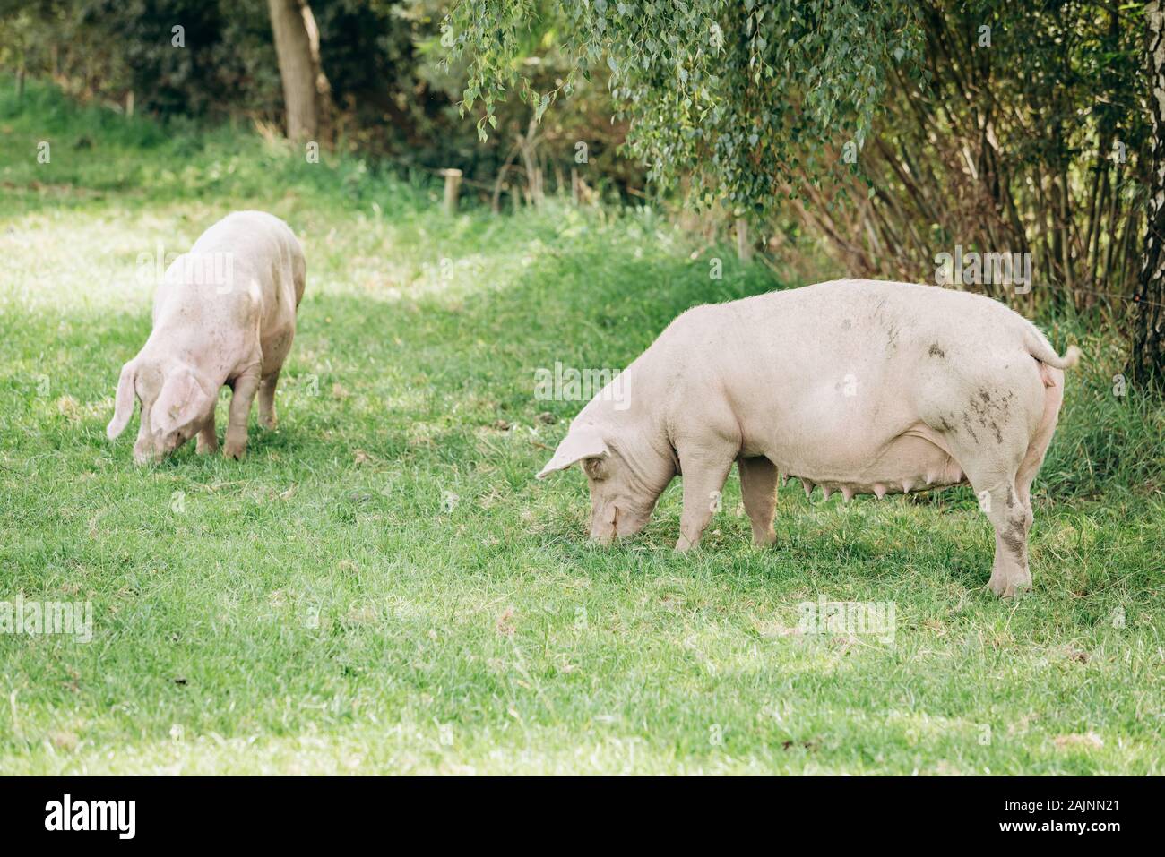 Pigs eating on a meadow in an organic meat farm Stock Photo - Alamy