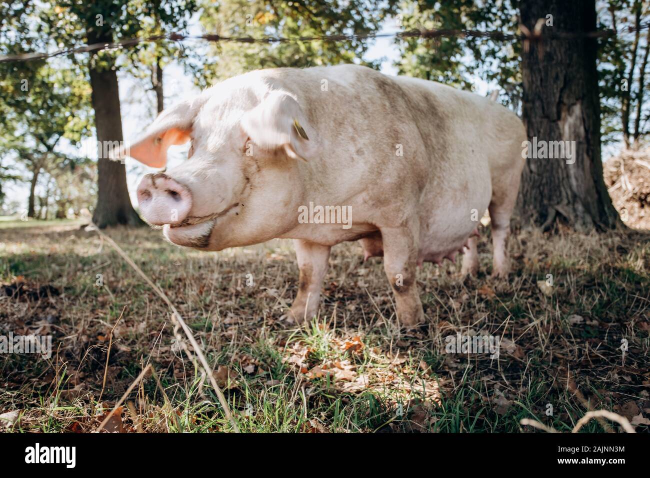 Gilts and sows hi-res stock photography and images - Alamy