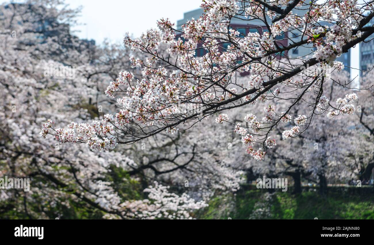 Cherry blossom in Tokyo, Japan. Hanami (cherry blossom) is a cultural ...