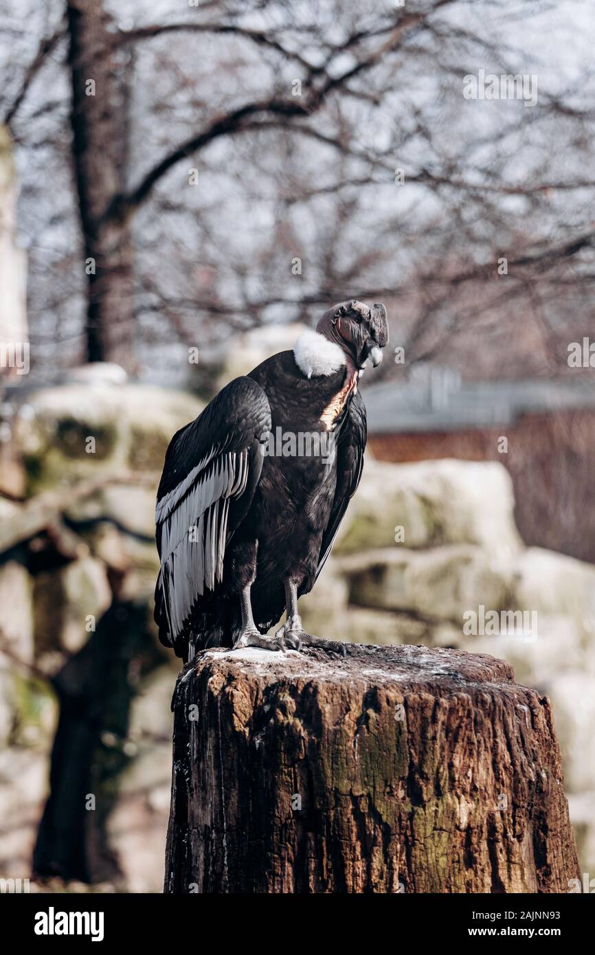 Andean condor sits on an old log cabin tree Stock Photo - Alamy