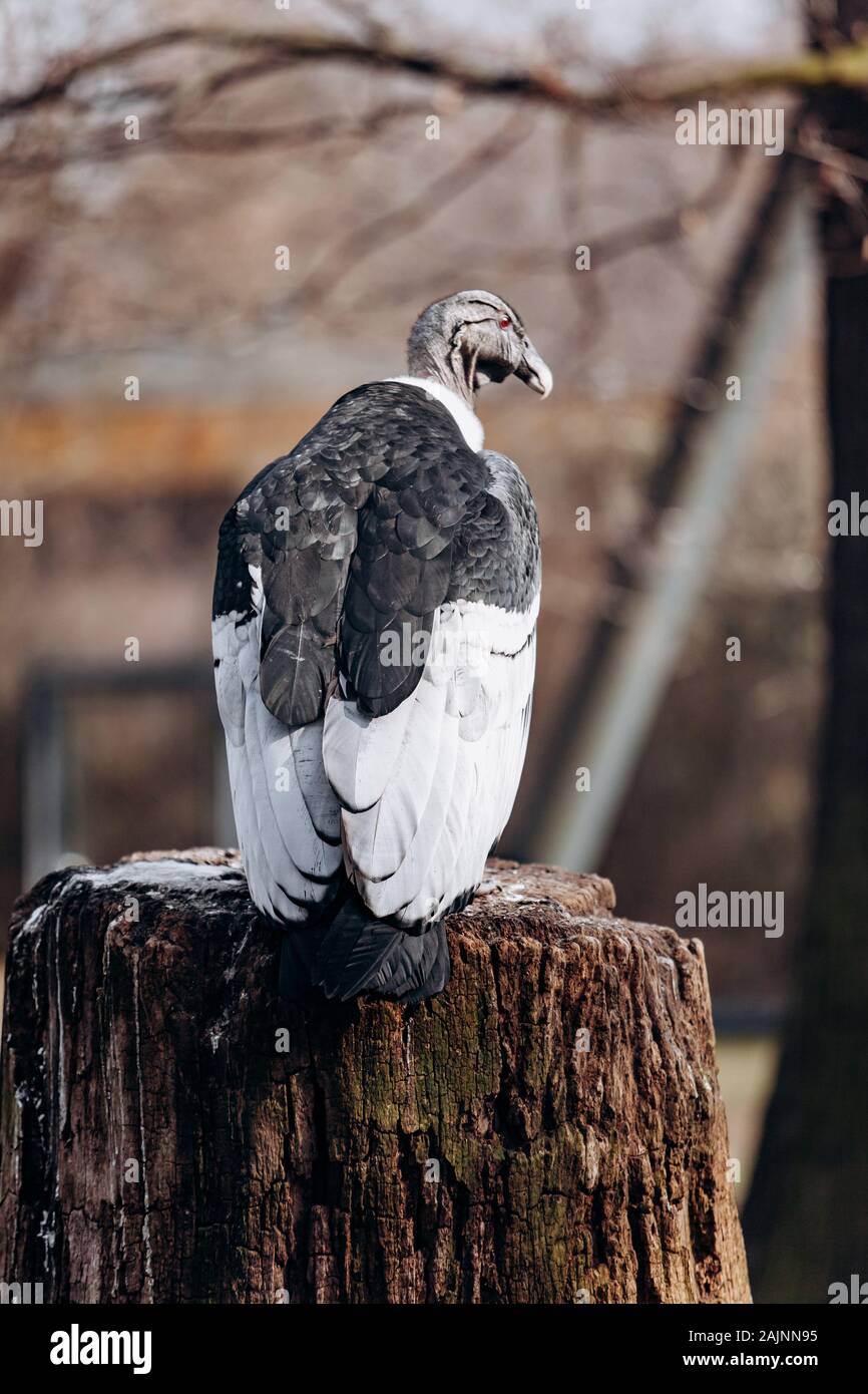 Andean condor sits on an old log cabin tree Stock Photo - Alamy