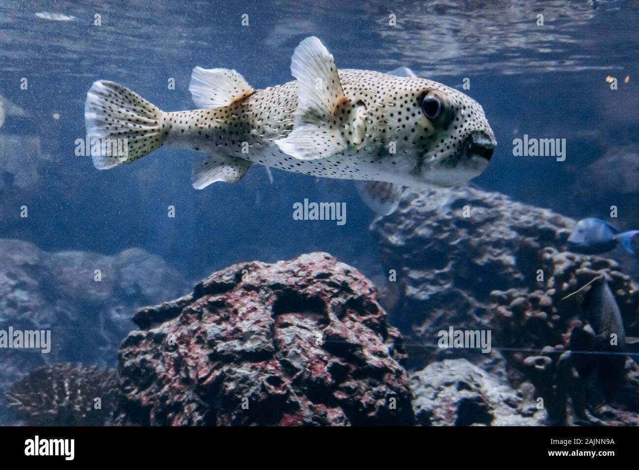 Fish diodon in the aquarium. Beautiful fish diodon Stock Photo - Alamy
