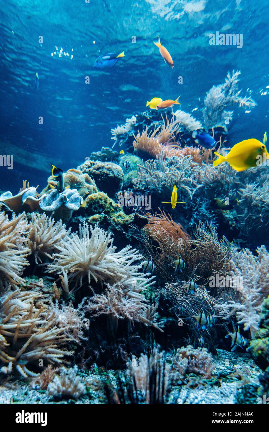 Colorful underwater offshore rocky reef with coral and sponges and ...